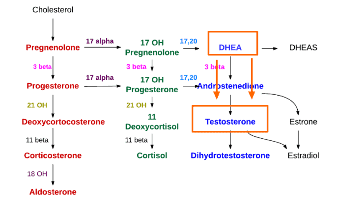 Dhea Review Update Apr 2018 24 Things You Need To Know