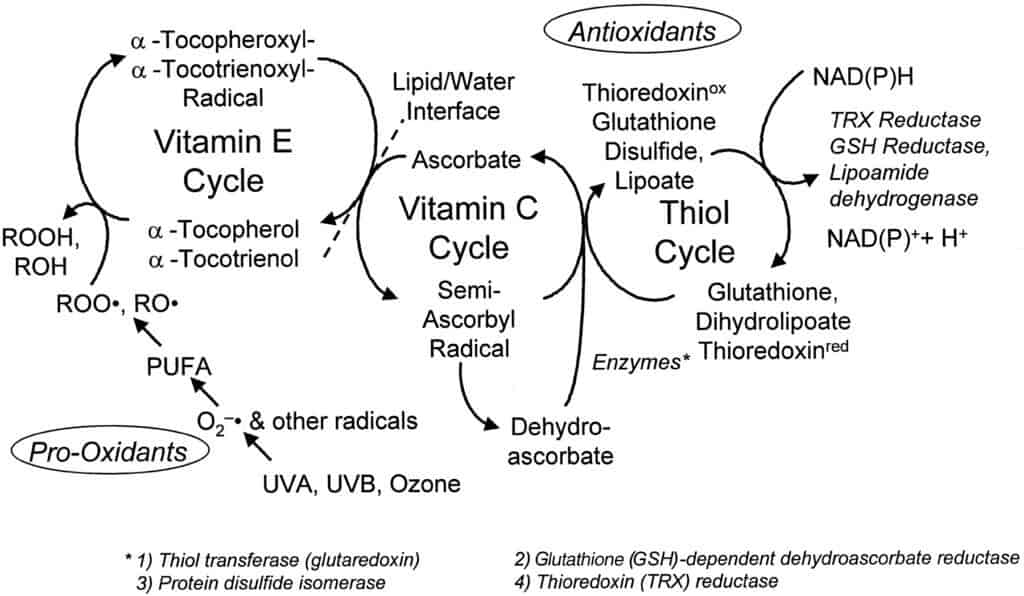 Vitamin C A Beginners Guide Update 2018 12 Things You Need To Know