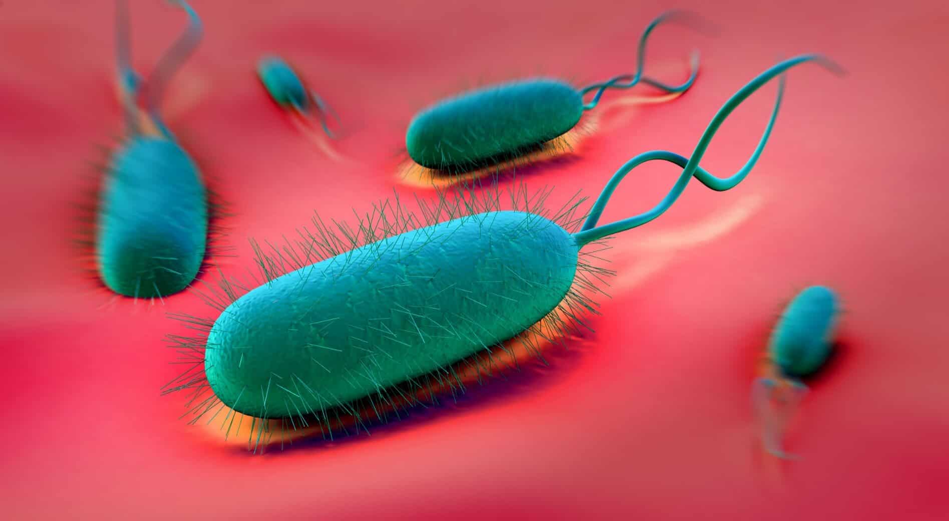 Streptococcus Thermophilus Benefits Of A Milk Based Probiotic Update