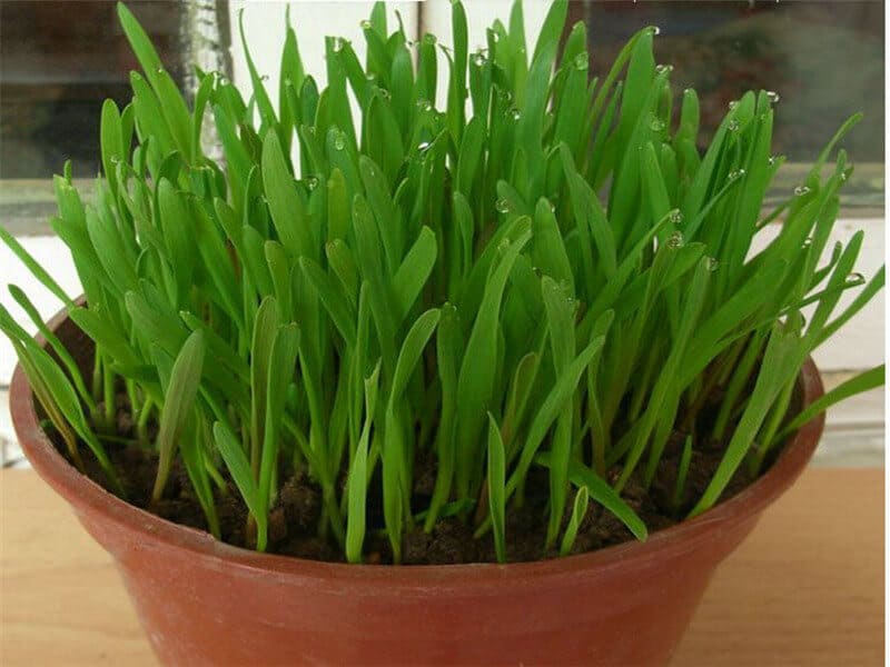 Amazing Grass Green Superfood Review (UPDATE: Mar 2018) | 18 Things You ...