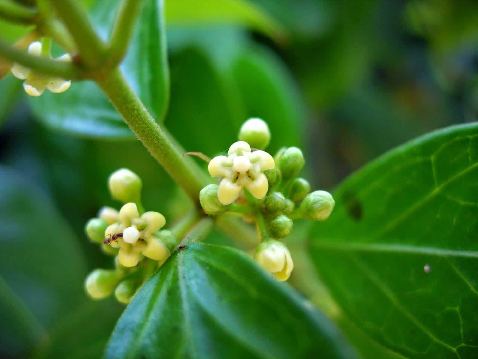 What is Gymnema Sylvestre and How Does It Impact Your Health?